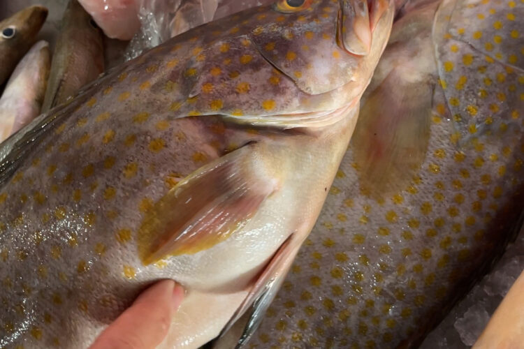 How to Choose Fresh Whole Fish for Everyday Cooking
